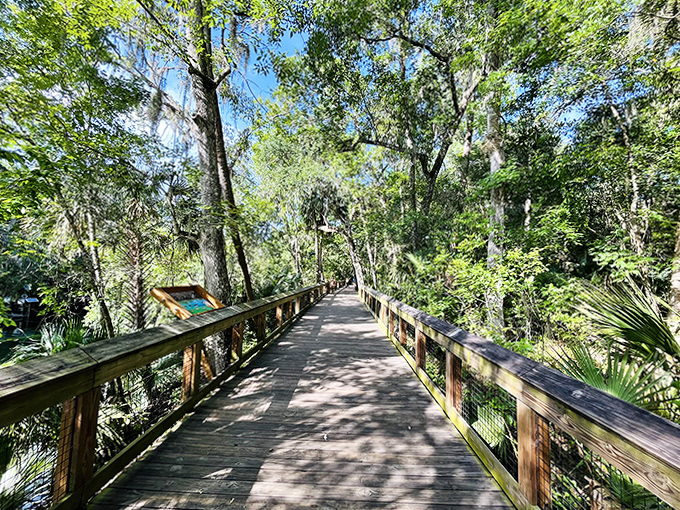 Forest Boardwalk Perspective: Sunlight dapples this wooden pathway to wonder, where every step brings new discoveries in the emerald canopy.