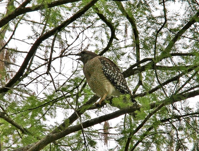 This red-shouldered hawk surveys its domain with the confidence of someone who knows exactly where dinner is hiding.