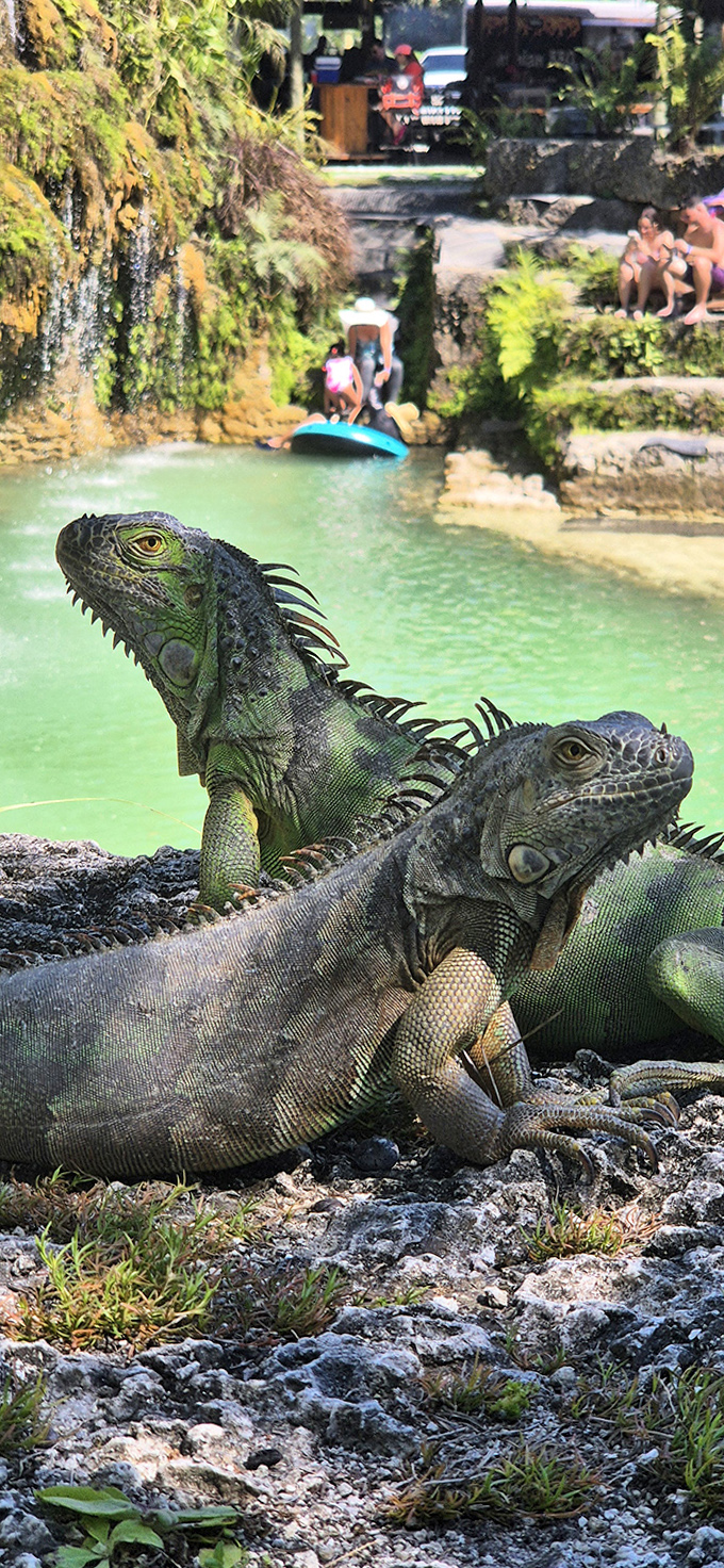 Prehistoric-looking iguanas hold court by the lagoon's edge, seemingly unimpressed by the human visitors to their tropical domain.