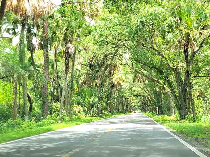 Peace looks like this: empty asphalt, towering trees, and not a billboard in sight to ruin the view.
