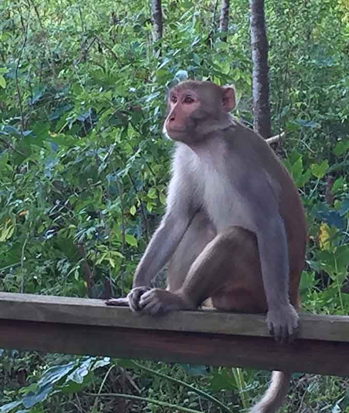 A Rhesus macaque surveys its domain with the confidence of someone who knows they're the main attraction, completely unbothered by the paparazzi pointing cameras from below.