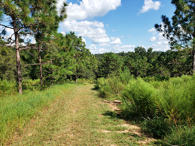 Pine flatwoods stretch toward the horizon, a reminder that Florida isn't all beaches and theme parks &ndash; sometimes it's just beautifully, gloriously wild.