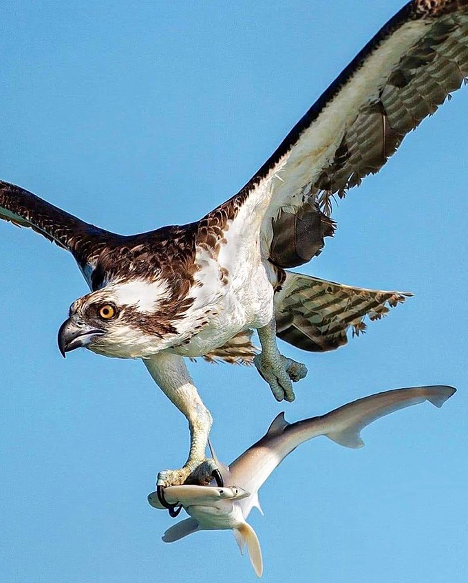 Talk about fast food delivery! This osprey carries takeout with more precision than any delivery app ever created.