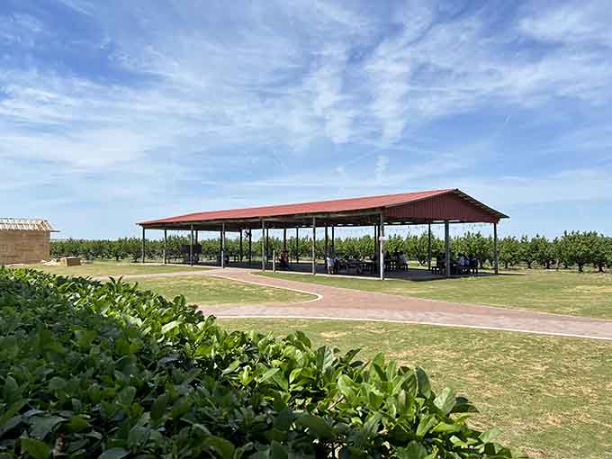 The pavilion offers shade and respite, a gathering place where tired pickers can rest and contemplate their berry-stained victories.