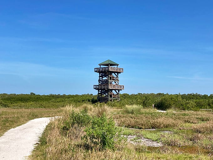 A sandy trail cuts through coastal grasses, guiding visitors toward the wooden observation structure.