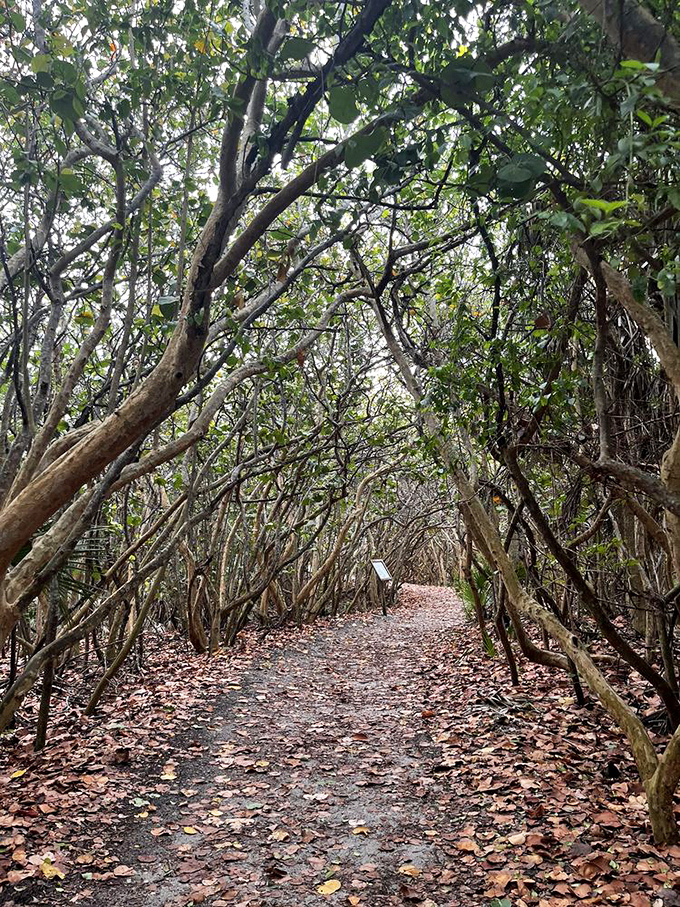 Dappled sunlight plays hide-and-seek along this leaf-strewn trail, creating nature's own light show without the need for expensive special effects.