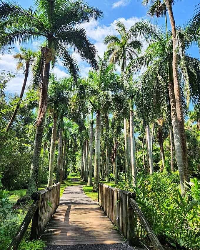 This wooden boardwalk winds through palms like a tropical highway, minus the traffic and road rage, plus all the natural beauty.