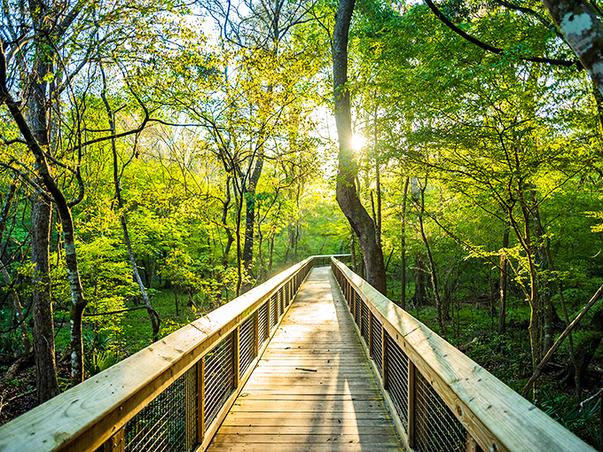 Sunlight streaming through: This wooden boardwalk isn't just a path&mdash;it's the yellow brick road to Florida's emerald wonderland.