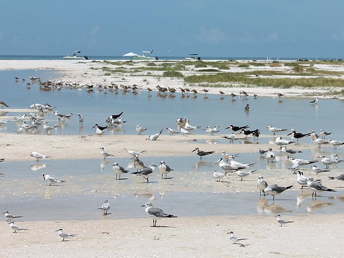Feathered convention: These shorebirds didn't just find a beach&mdash;they found a five-star dining experience.