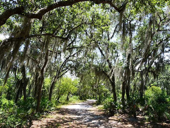Spanish moss creates a magical canopy over this forest path, like walking through an enchanted tunnel designed by Mother Nature herself.