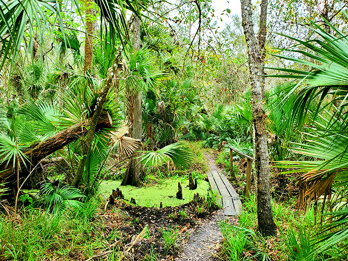 Jurassic Park: Florida Edition. Half expect velociraptors to emerge from this primeval scene of palms and prehistoric vibes.