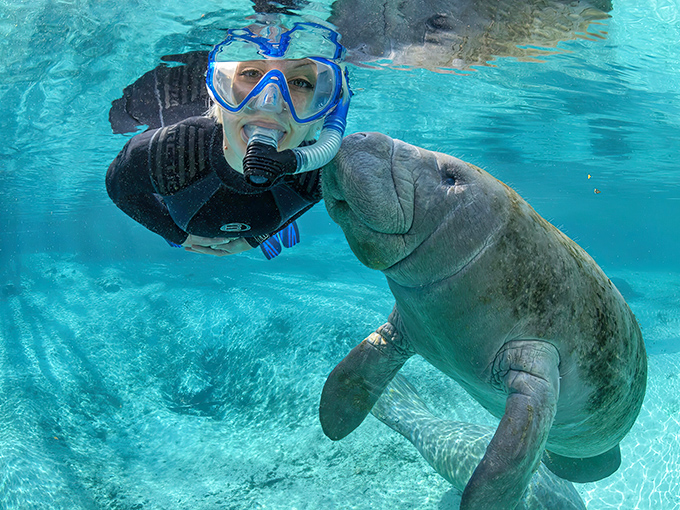 This gentle giant approaches with all the subtle grace of a floating sofa, yet somehow manages to be utterly majestic.