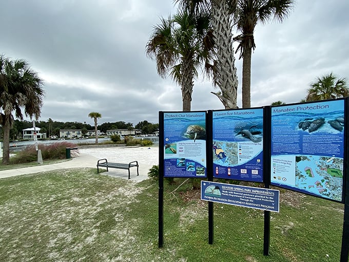 These informational panels teach visitors about manatees while palm trees stand guard like leafy professors.