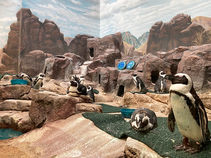 Penguins waddle about their rocky habitat, dressed in their formal best despite having no fancy dinner plans.