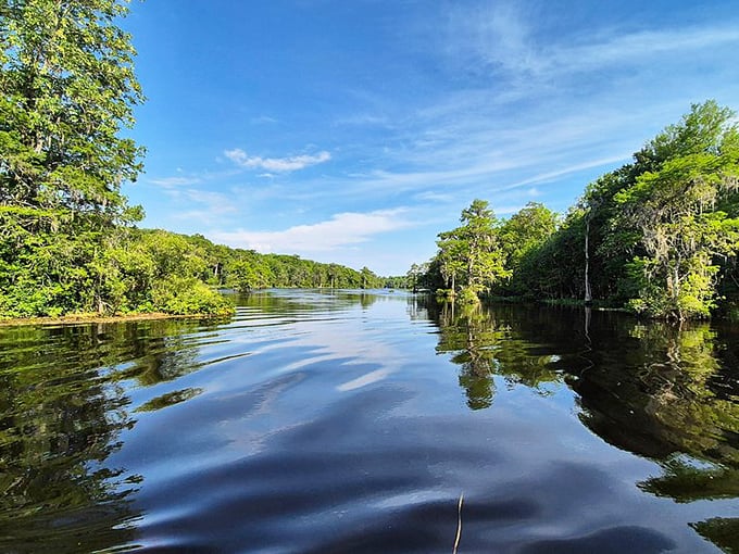The Wakulla River flows with mirror-like tranquility, reflecting towering cypress trees that have witnessed centuries of Florida's evolving landscape.