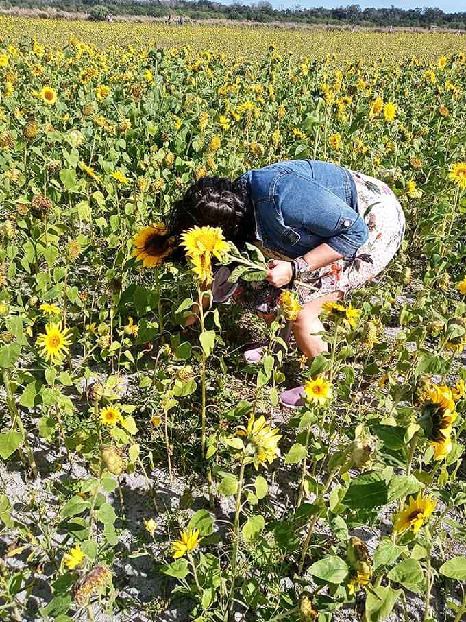 The harvest begins with a bucket and a mission, turning ordinary folks into flower farmers for a day, minus the early mornings and tractor maintenance.