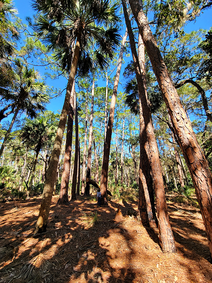 Nature's skyscrapers reaching toward heaven, these ancient sentinels have witnessed centuries of Florida's unfolding story.