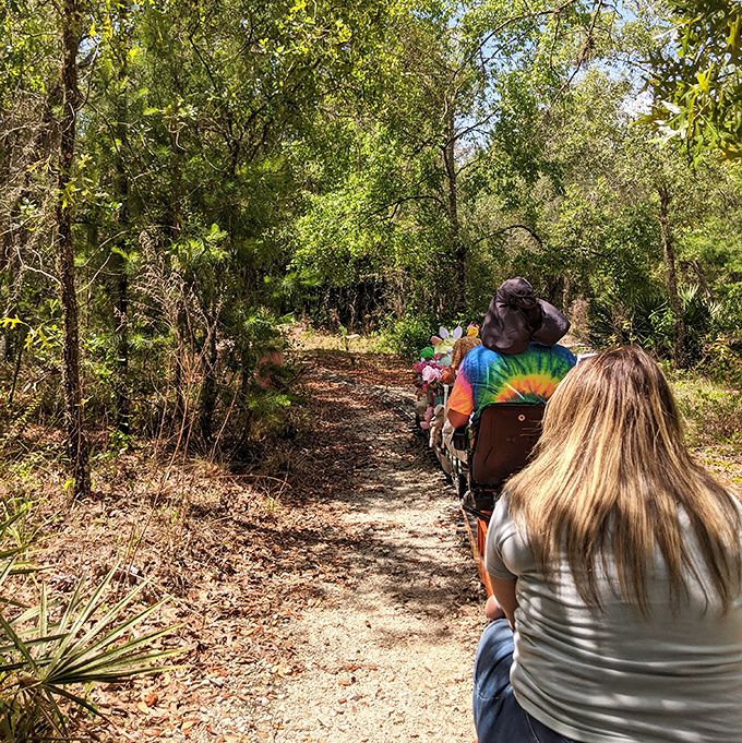 The narrow-gauge adventure winds through Florida's natural landscape, where passengers experience the unique joy of seeing familiar scenery from an unfamiliar perspective.