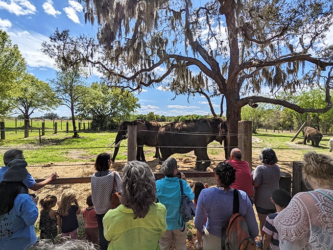 Under Florida's sprawling oak trees, visitors experience the thrill of observing elephants in a natural, peaceful setting.