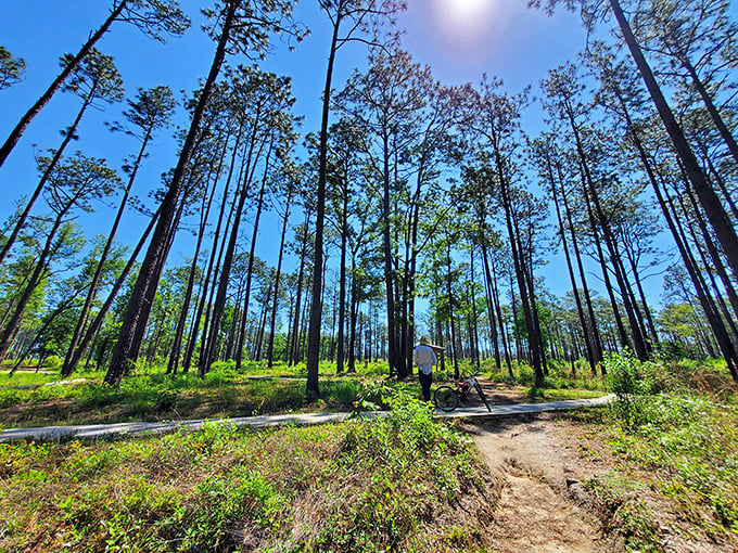 Walking here feels like stepping into a painting where the sun plays hide-and-seek between pine sentinels.