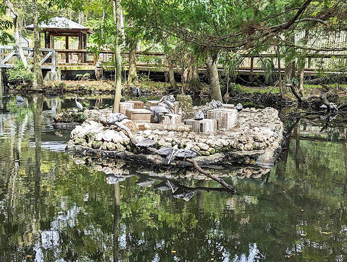 This peaceful pond at Homosassa Springs Wildlife Park features a stone island where native wildlife can bask while visitors observe from the boardwalk.