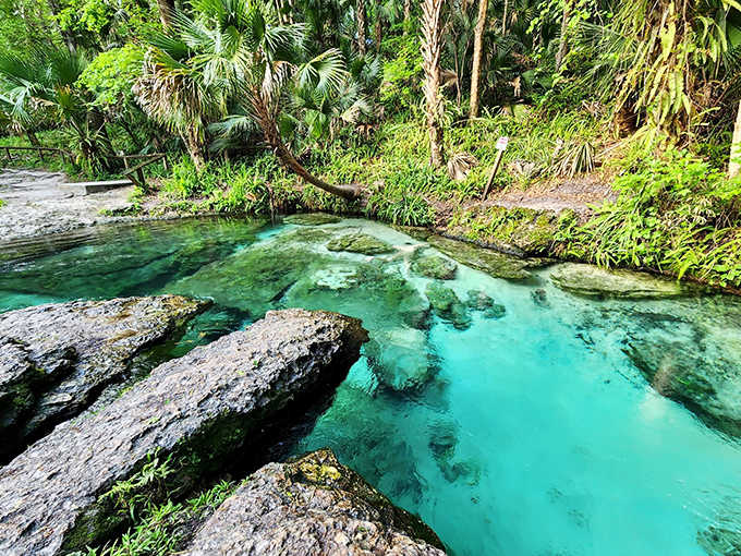 Kelly Park's Rock Springs entices with its impossibly clear turquoise waters, flowing between rocky outcroppings in a scene that feels almost tropical.