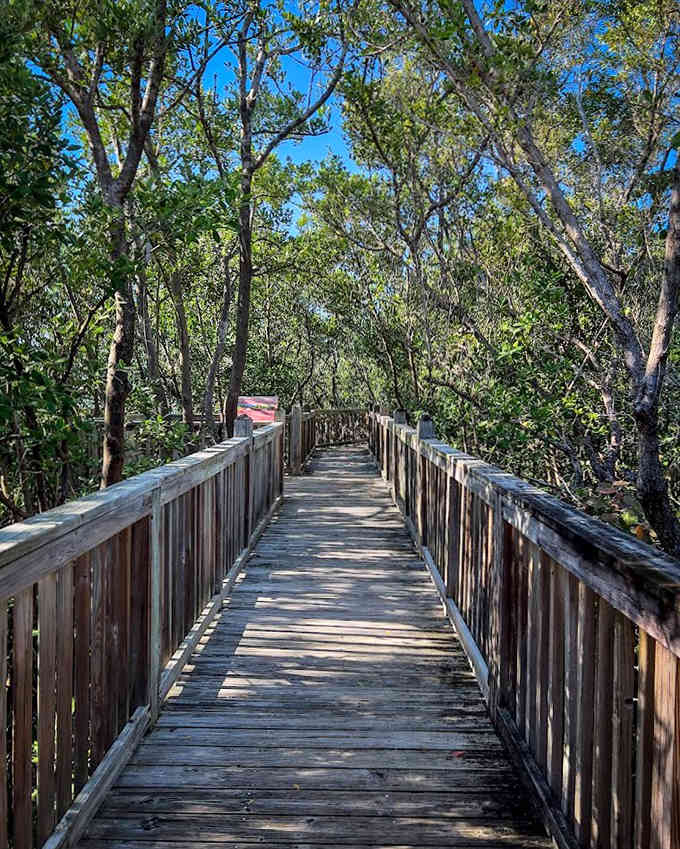 A wooden boardwalk guides visitors through coastal vegetation at Blowing Rocks Preserve, showcasing Florida's diverse ecosystems.