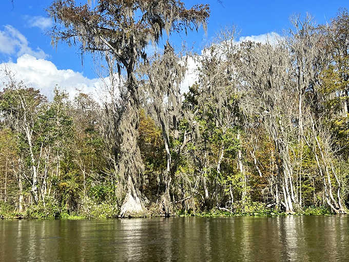 Spanish moss drapes from ancient cypress trees along Homosassa's waterways, creating a quintessential Old Florida scene straight from a postcard.