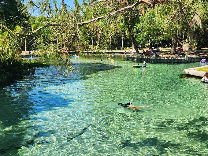 Swimmers enjoy the refreshing waters at Kelly Park's Rock Springs, where the constant 68-degree temperature provides perfect relief from Florida's heat.