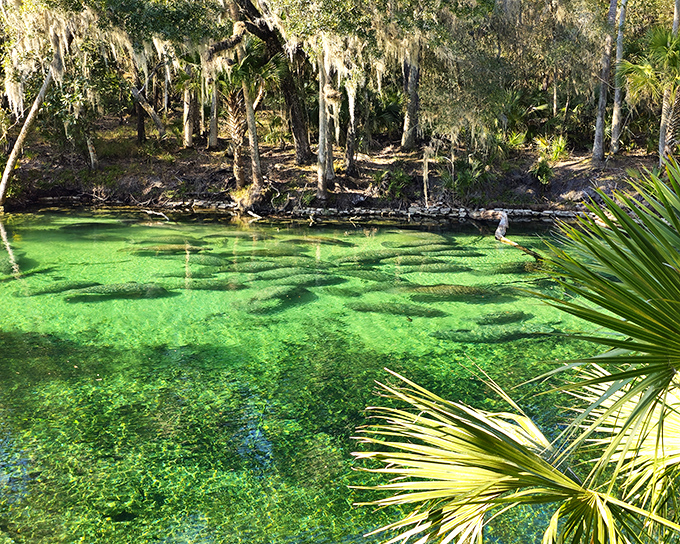 Nature's swimming pool! The impossibly clear emerald waters of Blue Springs reveal an underwater world teeming with life beneath the surface.