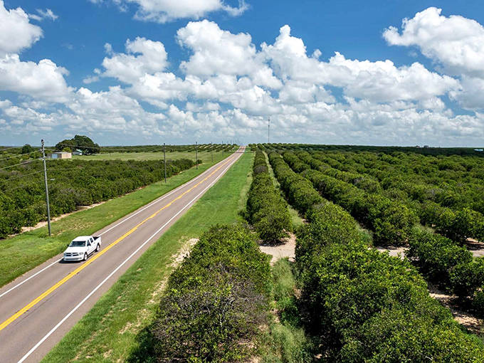The Ridge Scenic Highway climbs to surprising heights for Florida, with rolling hills covered in citrus groves creating a patchwork landscape.