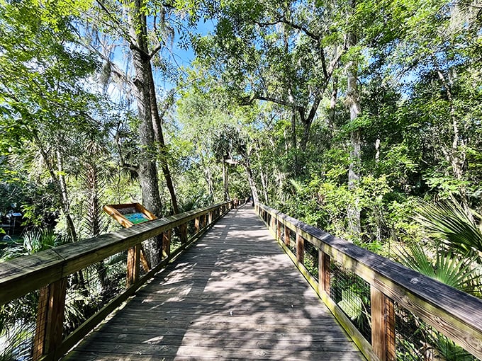 Boardwalk to bliss! Blue Springs State Park's elevated pathways guide visitors through lush forest to discover crystal-clear waters below.