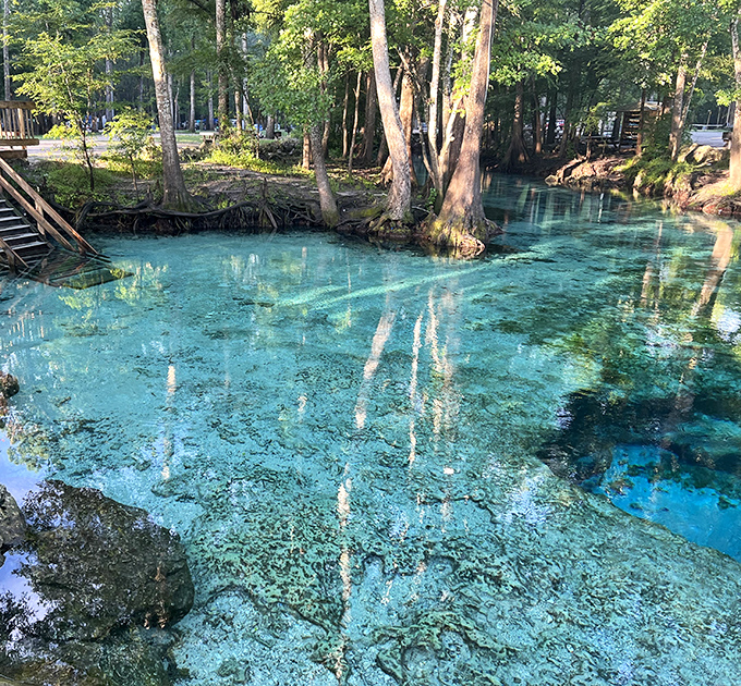 Manatees glide through Ginnie Springs' impossibly clear waters. These gentle sea cows know exactly where to find Florida's most refreshing spots!