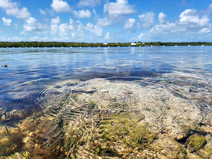 Shallow waters near the Great Florida Reef create a window into marine life, where even the ocean floor becomes a fascinating landscape to explore.