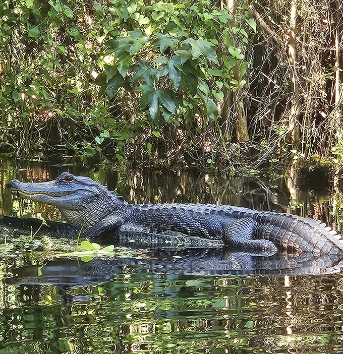 Florida's original sunbather! This prehistoric resident reminds visitors who the real locals are on this pristine waterway.