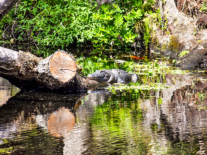 Alligator Resting on Log: Florida's prehistoric sunbather demonstrates the fine art of doing absolutely nothing with tremendous style.
