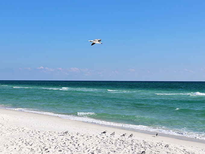 A seagull soars effortlessly above turquoise waters, embodying the freedom that draws us all to these pristine shores.