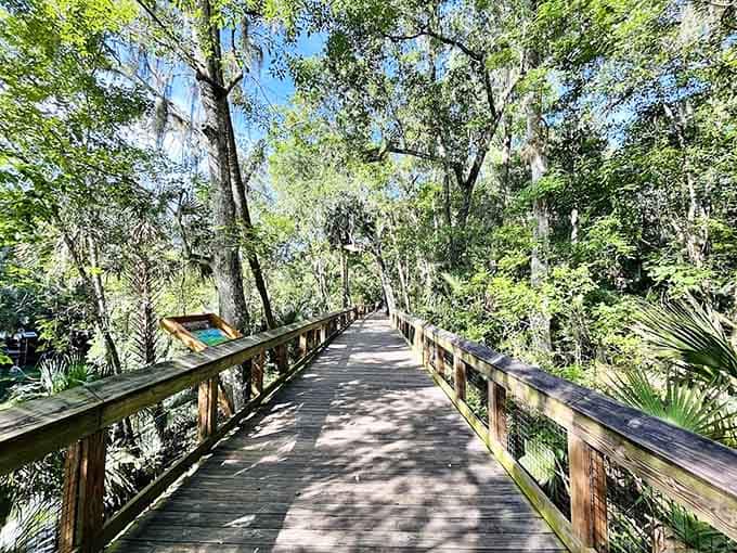 Boardwalk: Sunlight dapples this wooden boardwalk path, creating nature's own stained-glass effect through the canopy of ancient trees.