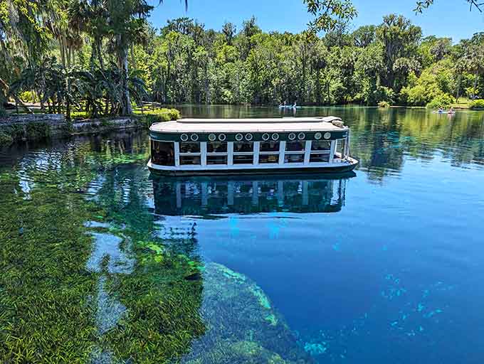 Glass-bottom boats glide over springs so clear you can count fish like you're watching nature's own aquarium, except this one's been running for thousands of years without a filter change.
