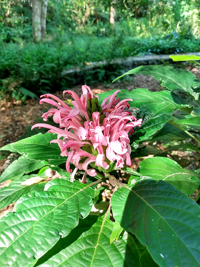 The Brazilian plume flower puts on a show that makes other flowers look like they're not even trying.