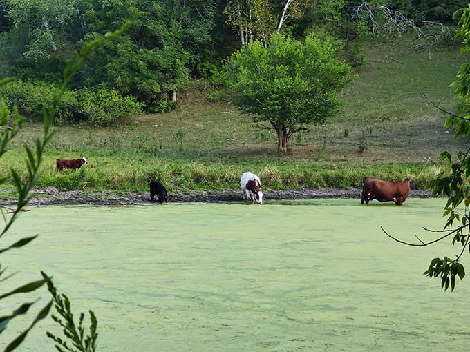 Local livestock providing free entertainment and reminding city folks that milk doesn't actually originate in grocery stores after all.