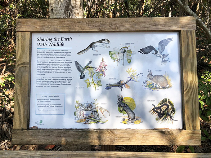 This educational marker reveals the secret lives of local wildlife, proving that Florida's natural residents are far more interesting than its human snowbirds.