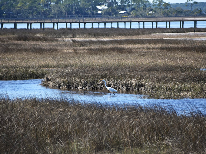 A solitary egret hunts in the shallow marsh waters, one of many wildlife encounters possible during your horseback adventure.