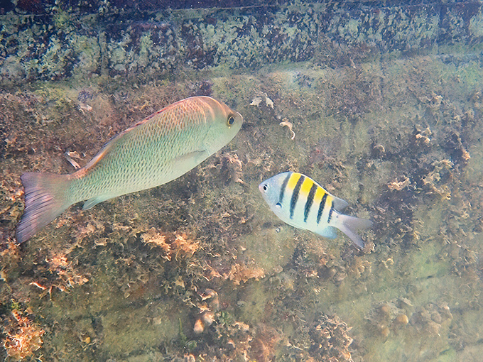Underwater neighbors who don't charge rent but expect you to respect their home. That sergeant major fish is definitely judging your swimming form.