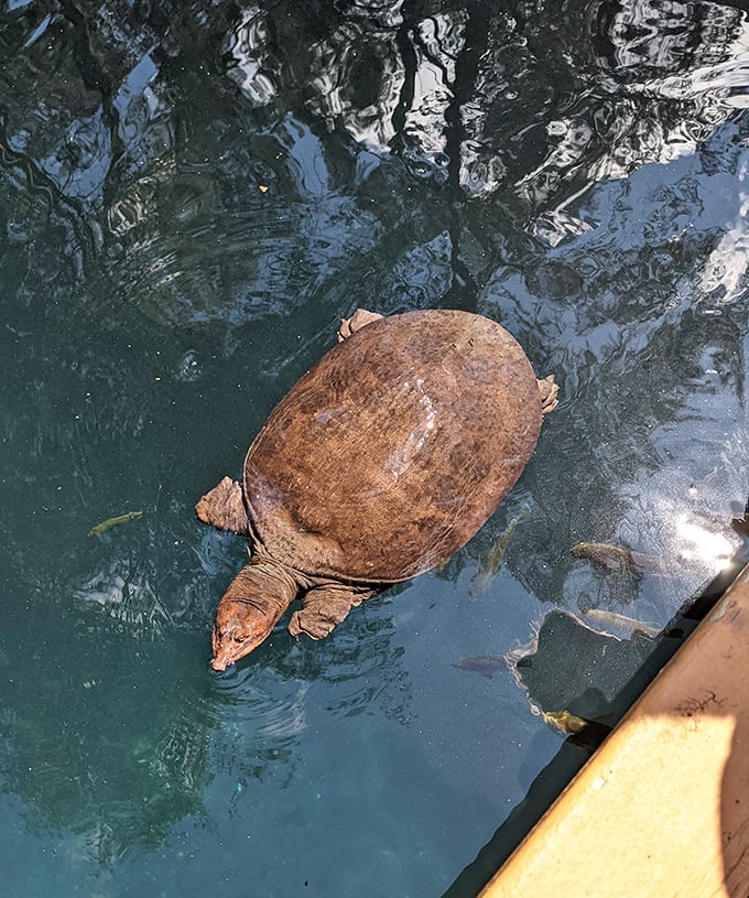 This prehistoric-looking Florida softshell turtle serves as the grotto's unofficial welcoming committee, gliding through its underwater kingdom with ancient grace.