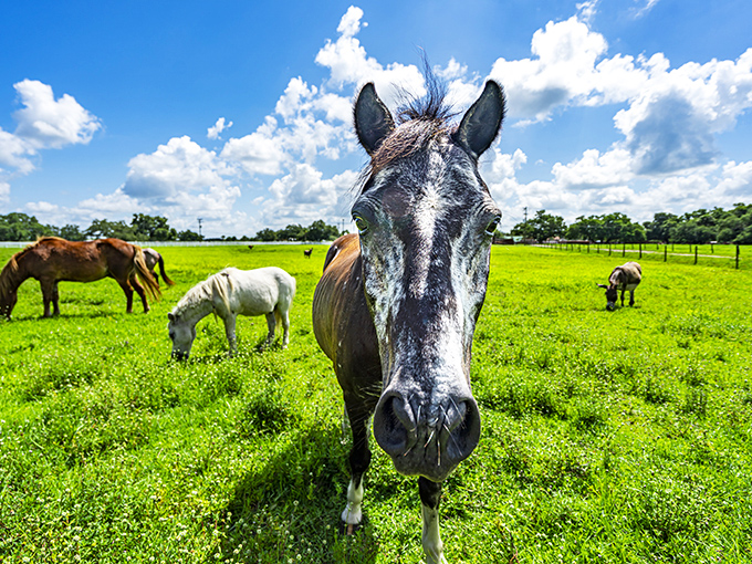 Hello there! This curious equine resident seems just as interested in the guests as they are in experiencing authentic ranch life.