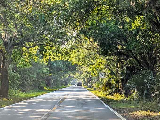 Golden hour turns this oak cathedral into something magical, proving Florida's beauty extends far beyond its beaches.