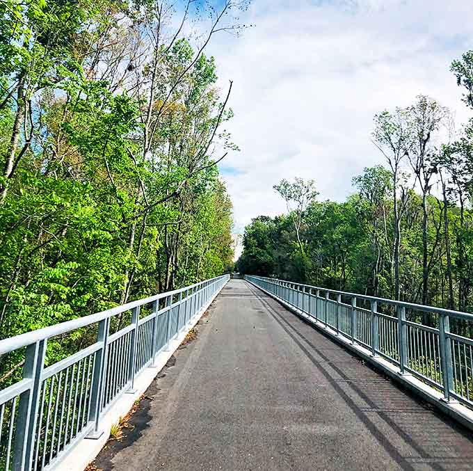 The paved path winds through the forest like a ribbon of civilization, just civilized enough to keep your bike tires happy but wild enough to feel like adventure.