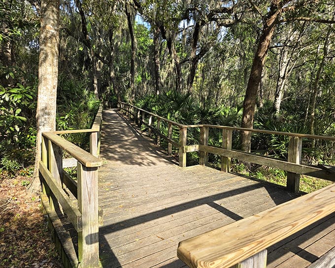 Elevated boardwalks keep your feet dry while giving you front-row seats to the marsh's daily wildlife show below.