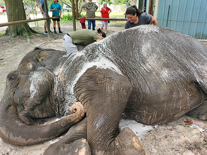 Bath time for a contented elephant! The staff's dedication shows in every careful scrub—it's like a spa day, but with several tons of happy customer.
